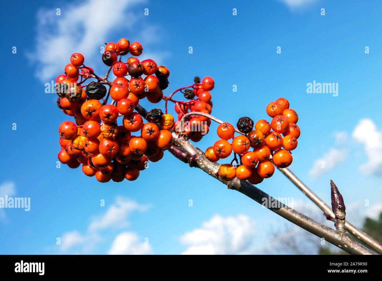 Showy Mountain Ash Sorbus decora branch with berries Stock Photo - Alamy