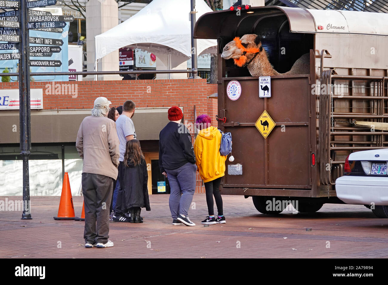 Curly the Camel, on display and meeting his fans, in Pioneer Courthouse ...