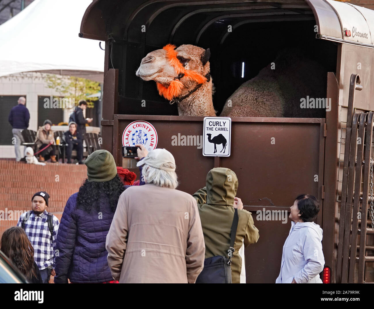 Curly the Camel, on display and meeting his fans, in Pioneer Courthouse ...
