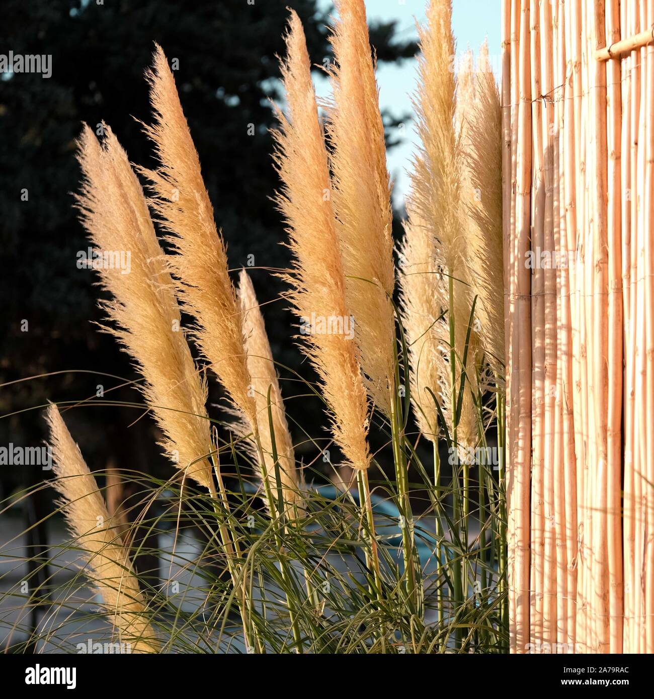 Pampas grass plumes. Crema color fluffy plants close up.Fluffy feathery ...
