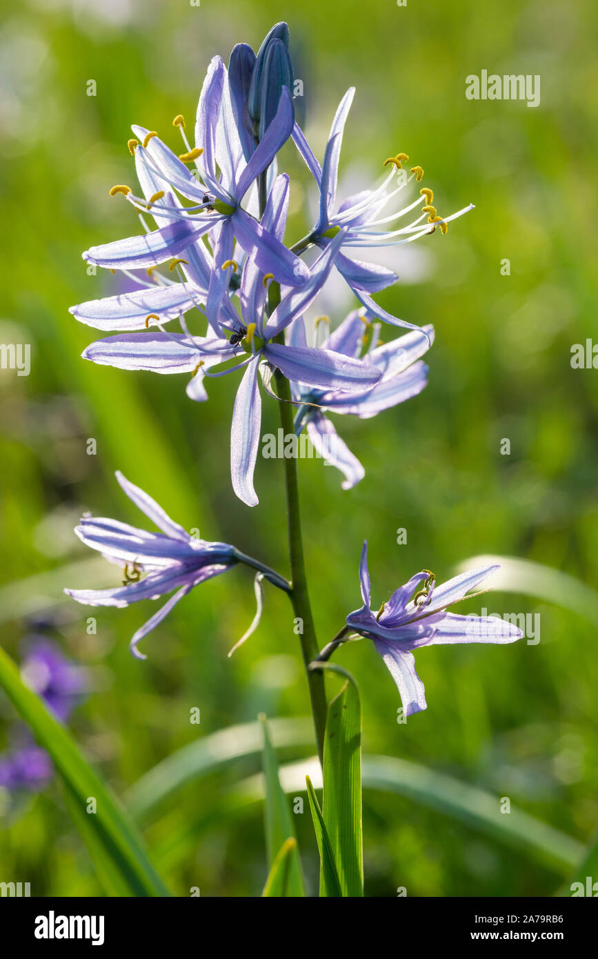 Eastern Camas High Resolution Stock Photography and Images - Alamy