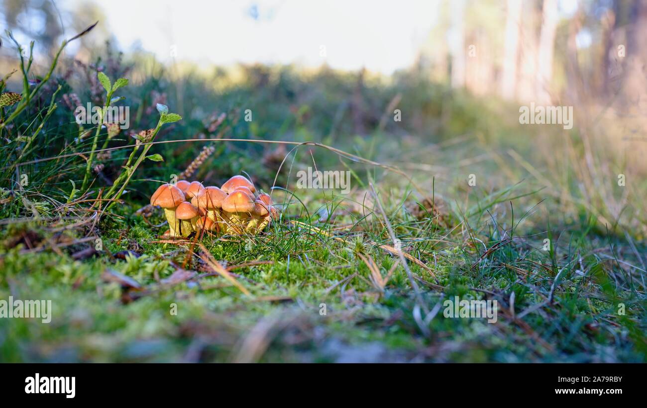 Moss bunch hi-res stock photography and images - Alamy
