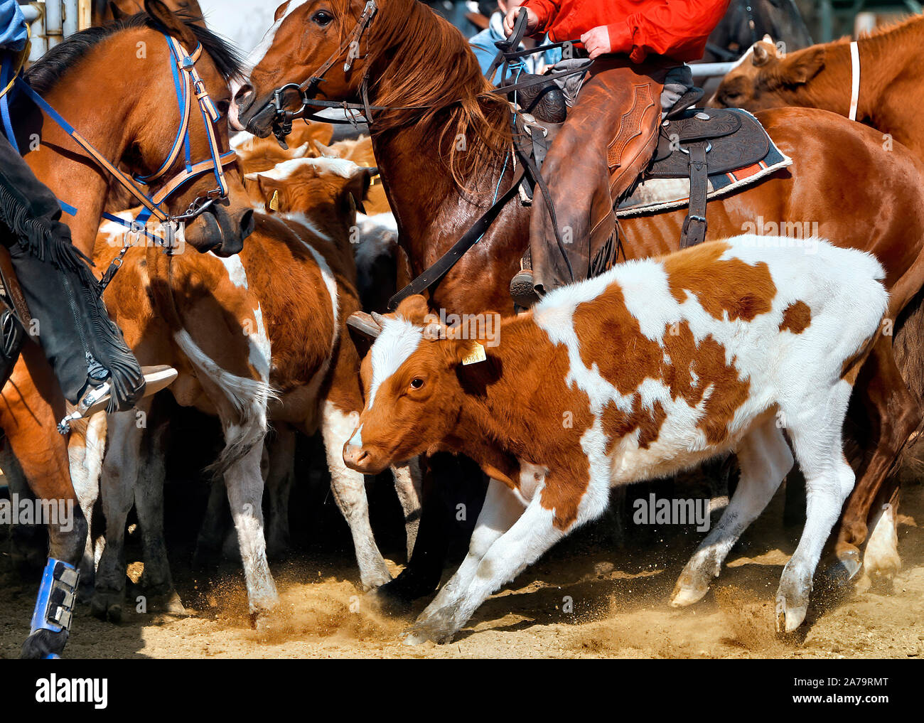 Rodeo show showing steer roping Stock Photo - Alamy