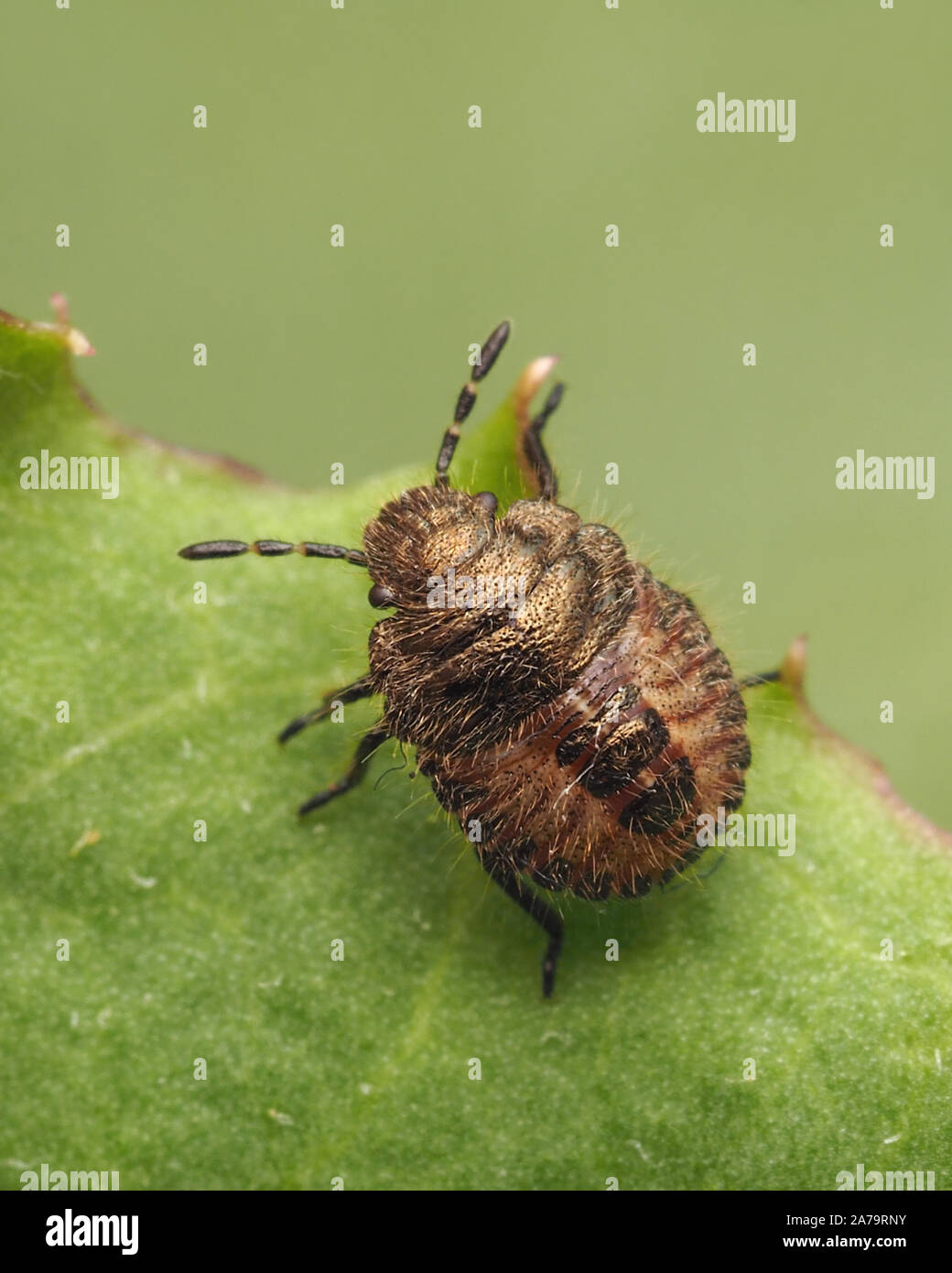 Hairy Shieldbug nymph (Dolycoris baccarum) resting on plant leaf ...