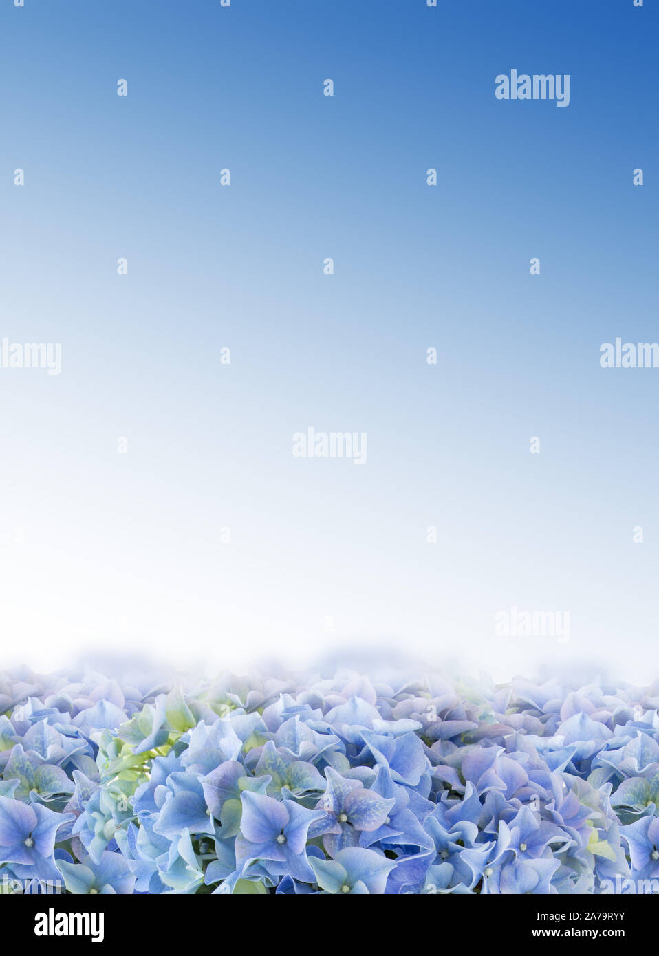 Hydrangea - background Stock Photo - Alamy