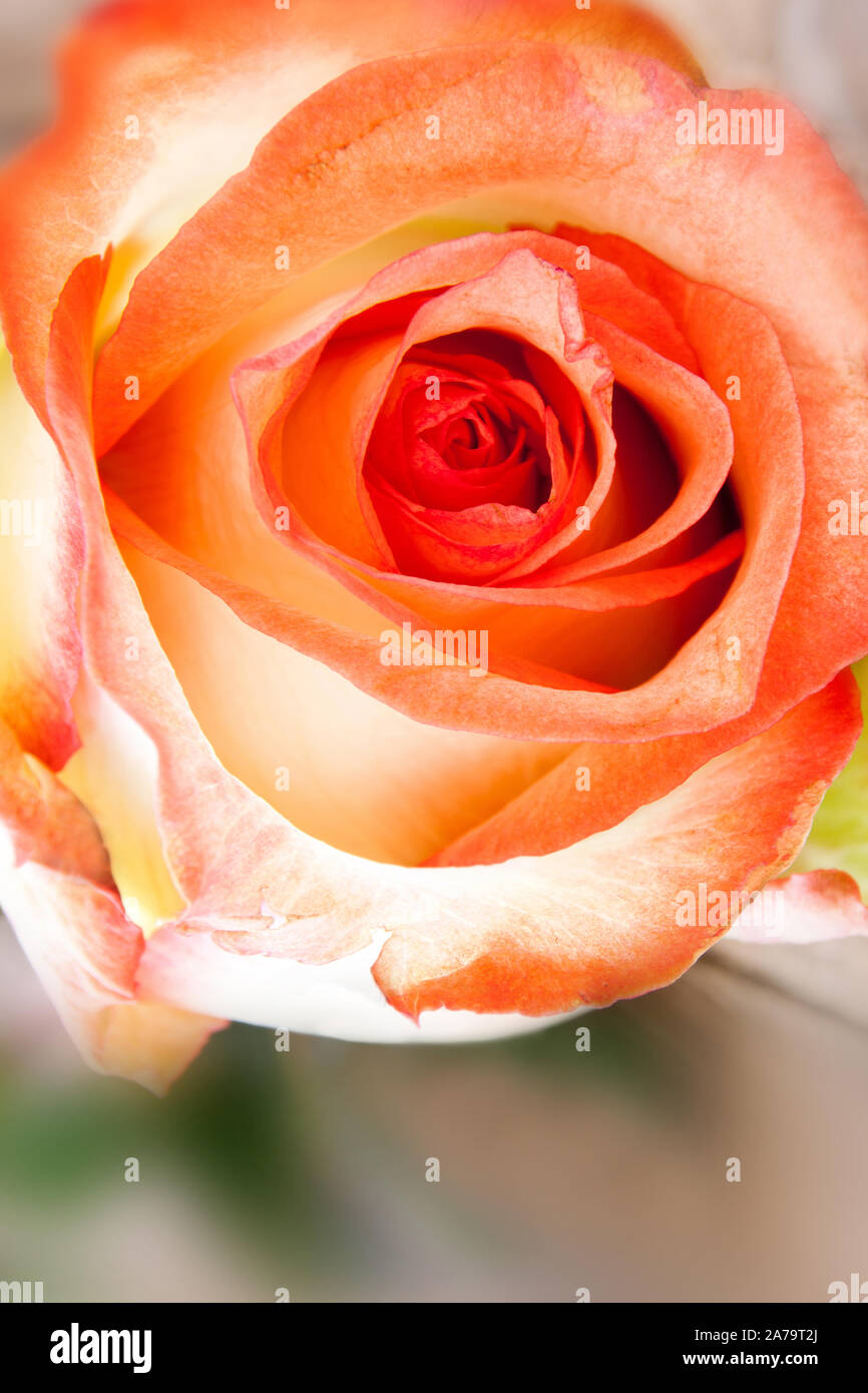 Rose very close up Stock Photo - Alamy