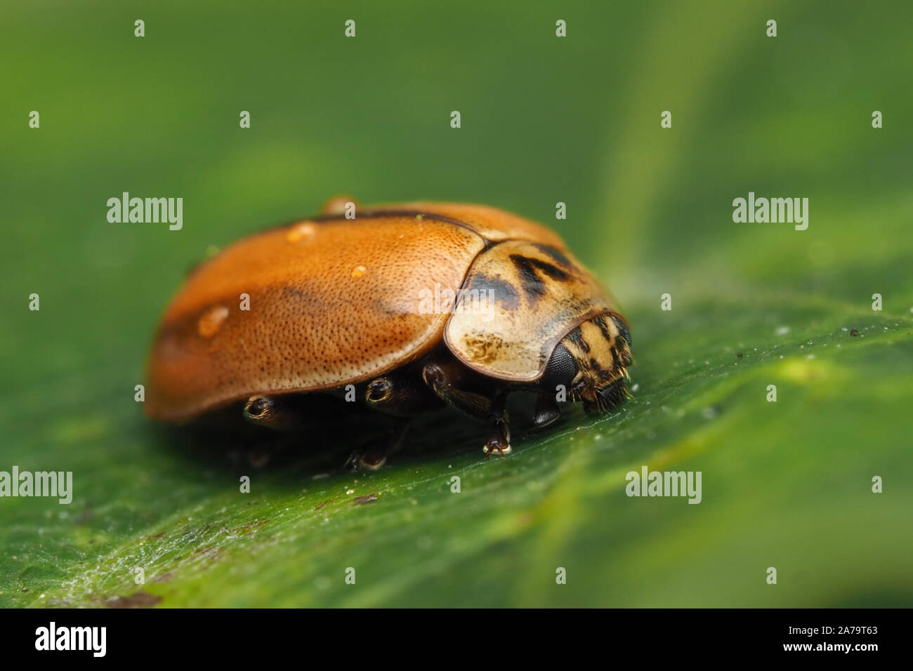 Larch ladybird at rest on oak leaf hi-res stock photography and images ...