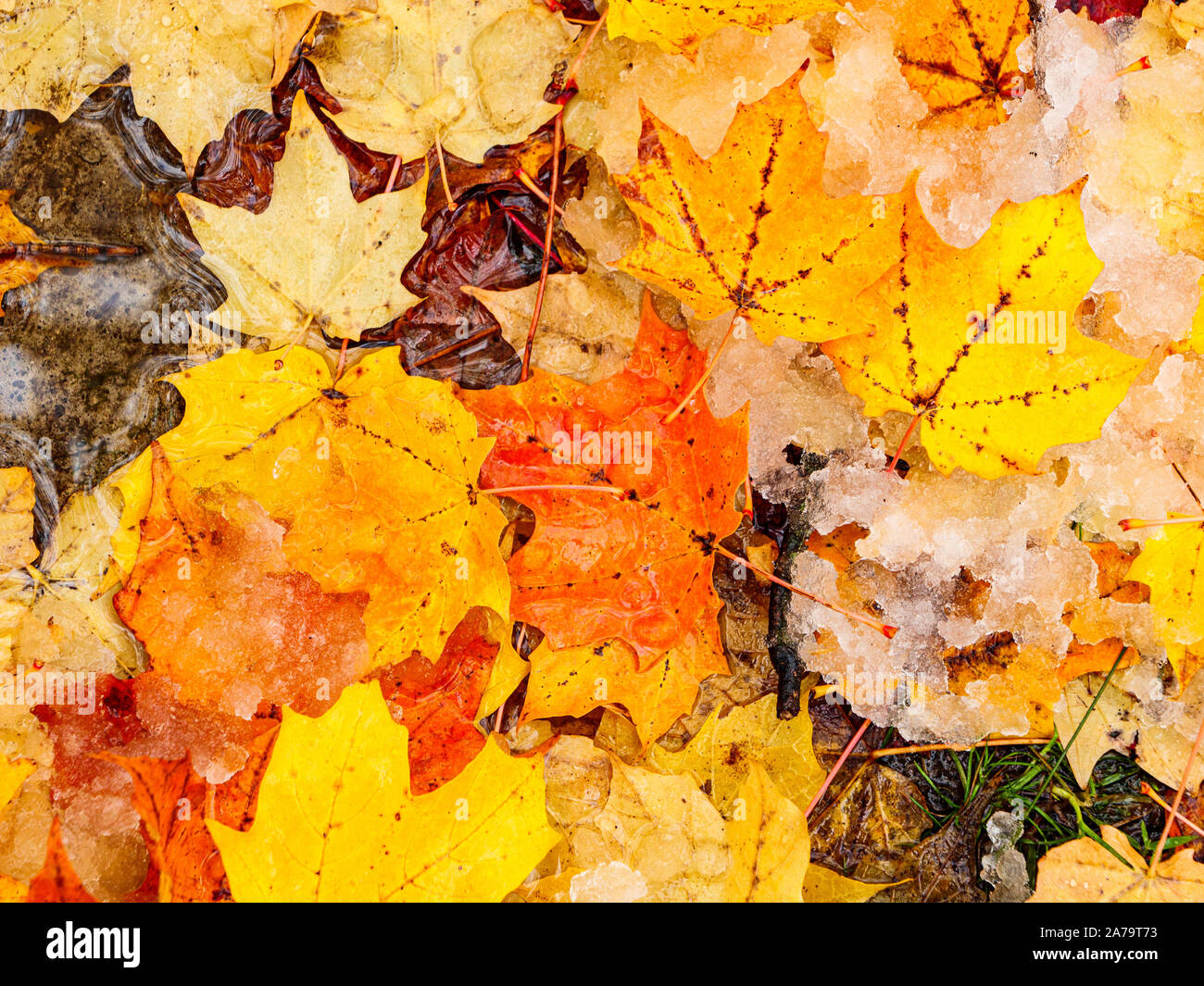 Forest leaves change colour hi-res stock photography and images - Alamy