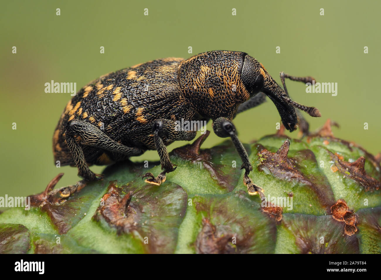 Large Pine Weevil (Hylobius abietis) resting on pine cone. Tipperary ...