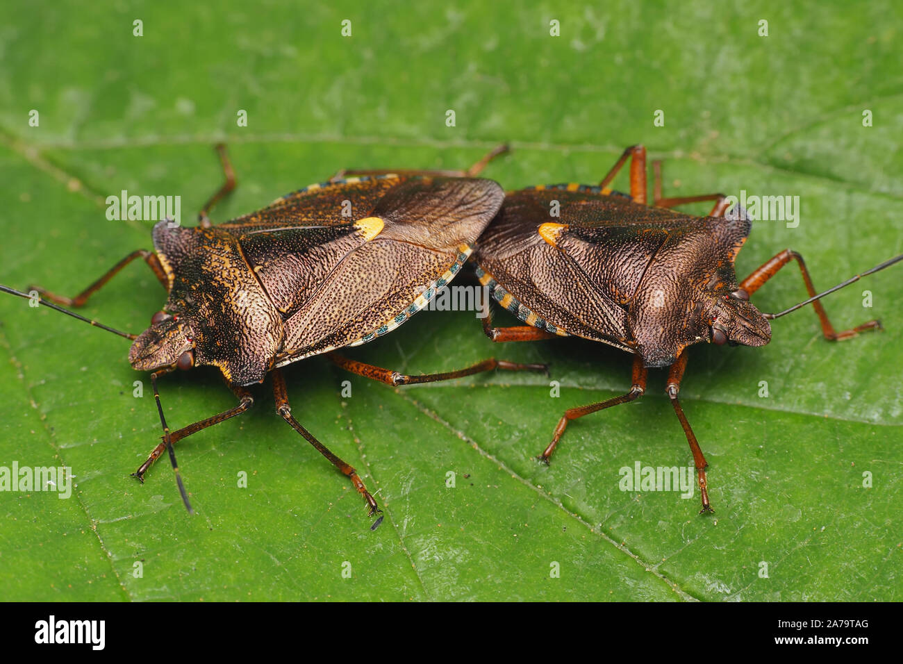 Shieldbugs hi-res stock photography and images - Alamy