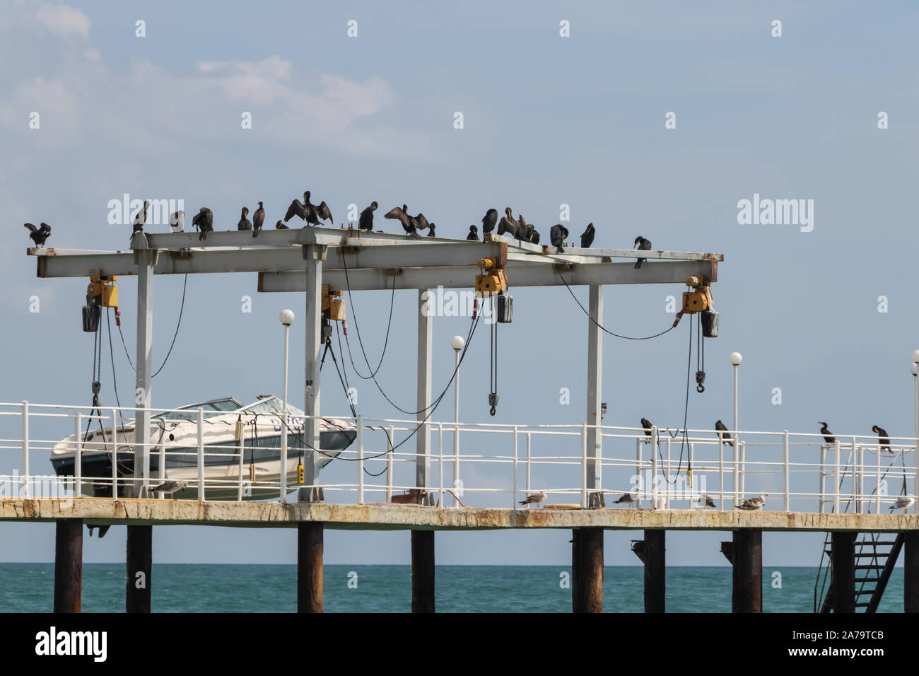 Birds on jetty hi-res stock photography and images - Alamy