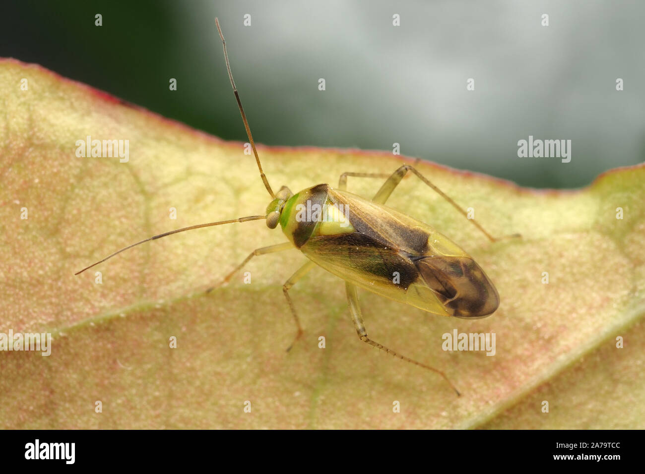 Neolygus viridis mirid bug resting on leaf. Tipperary, Ireland Stock ...