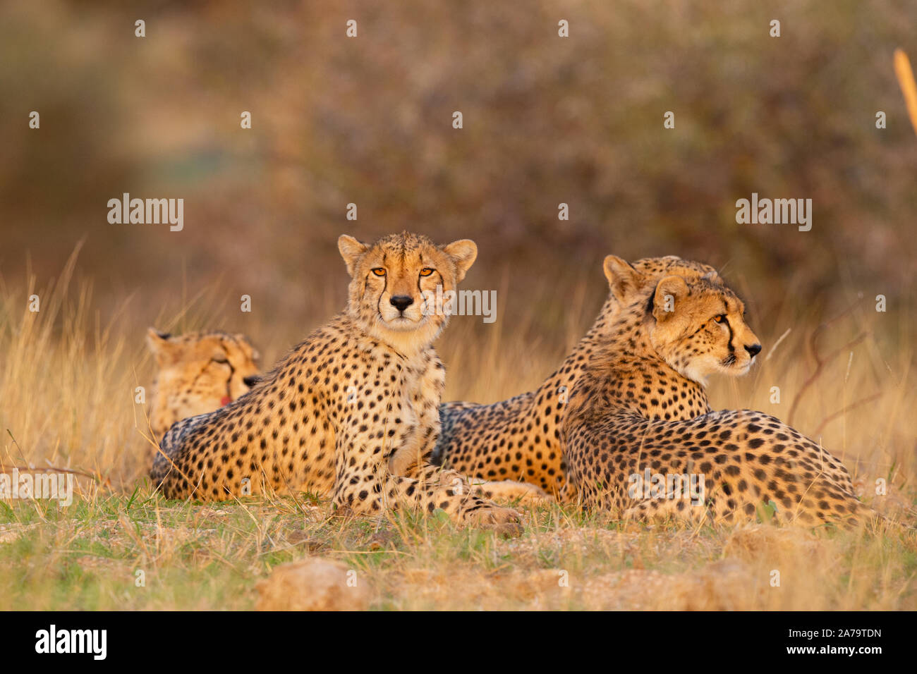 Cheetah Mother with Juvenile cubs (Acinonyx jubatus) lying down, Mashatu Game Reserve, Botswana ...