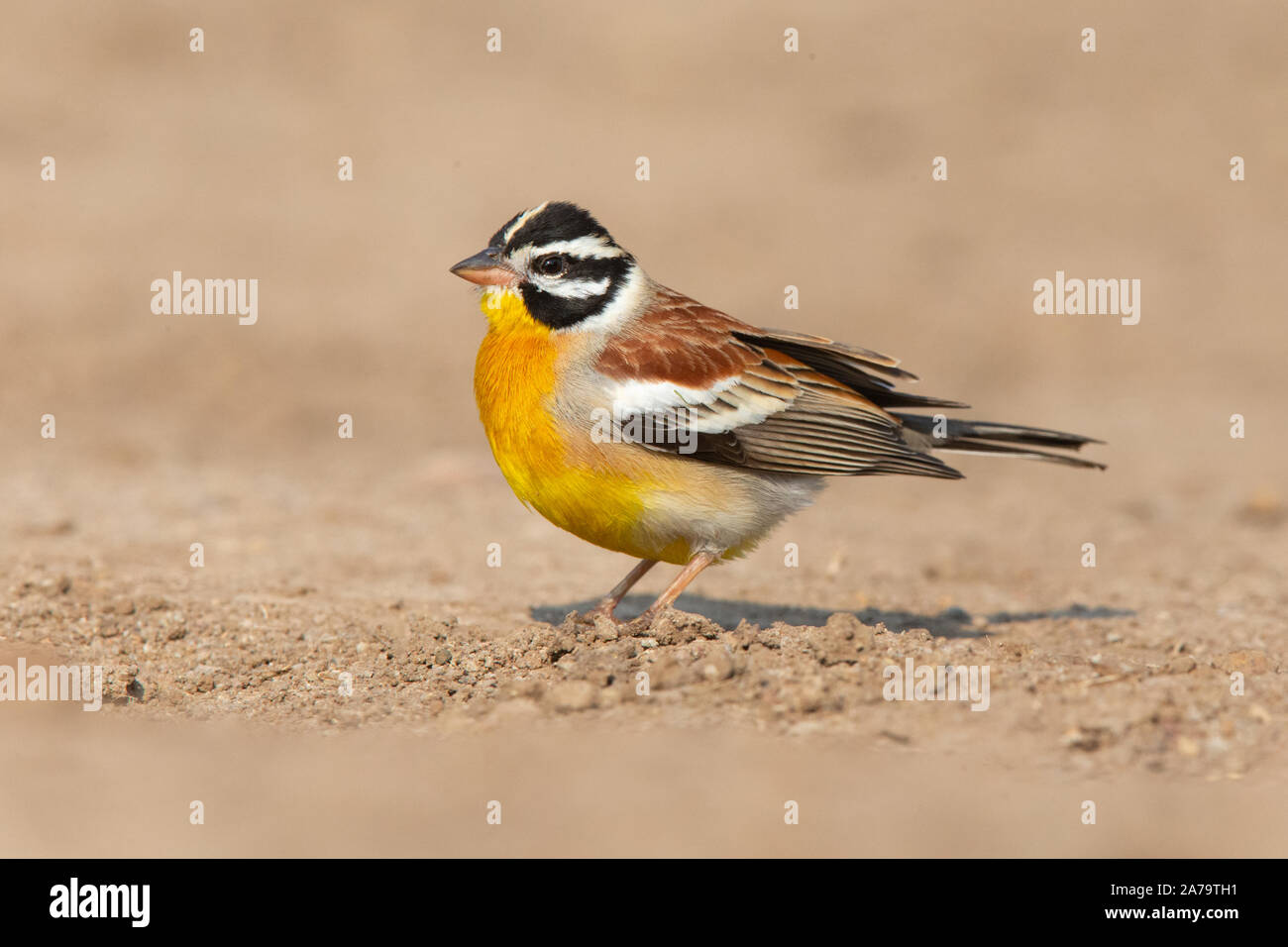 Golden breasted bunting hi-res stock photography and images - Alamy