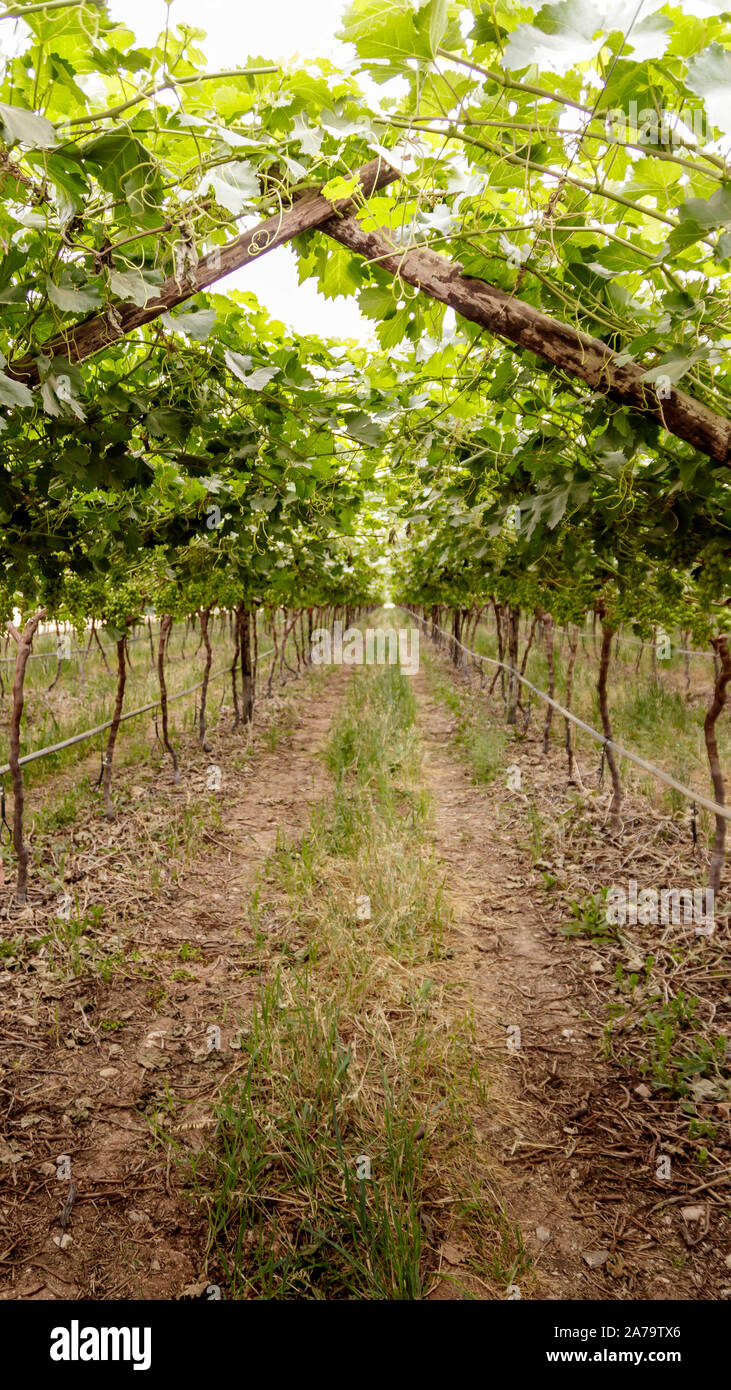 Grapes on the vine in a natural Northern Cape South African vineyard ...