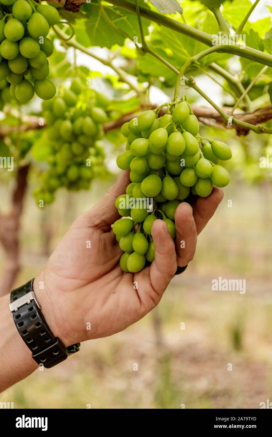 Grapes on the vine in a natural Northern Cape South African vineyard ...
