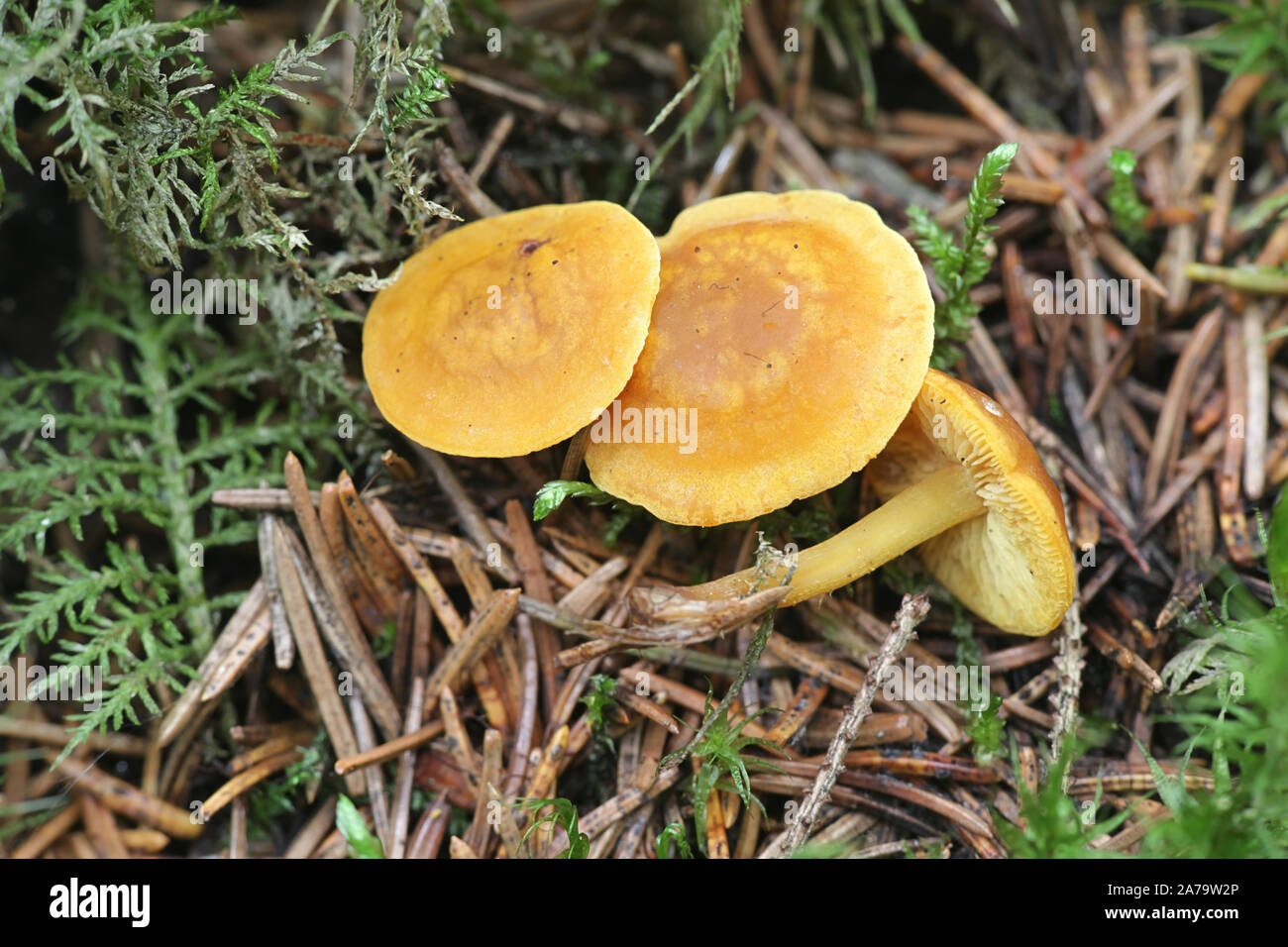 Rugosomyces chrysenteron, known as Yellow Domecap, wild mushroom from ...