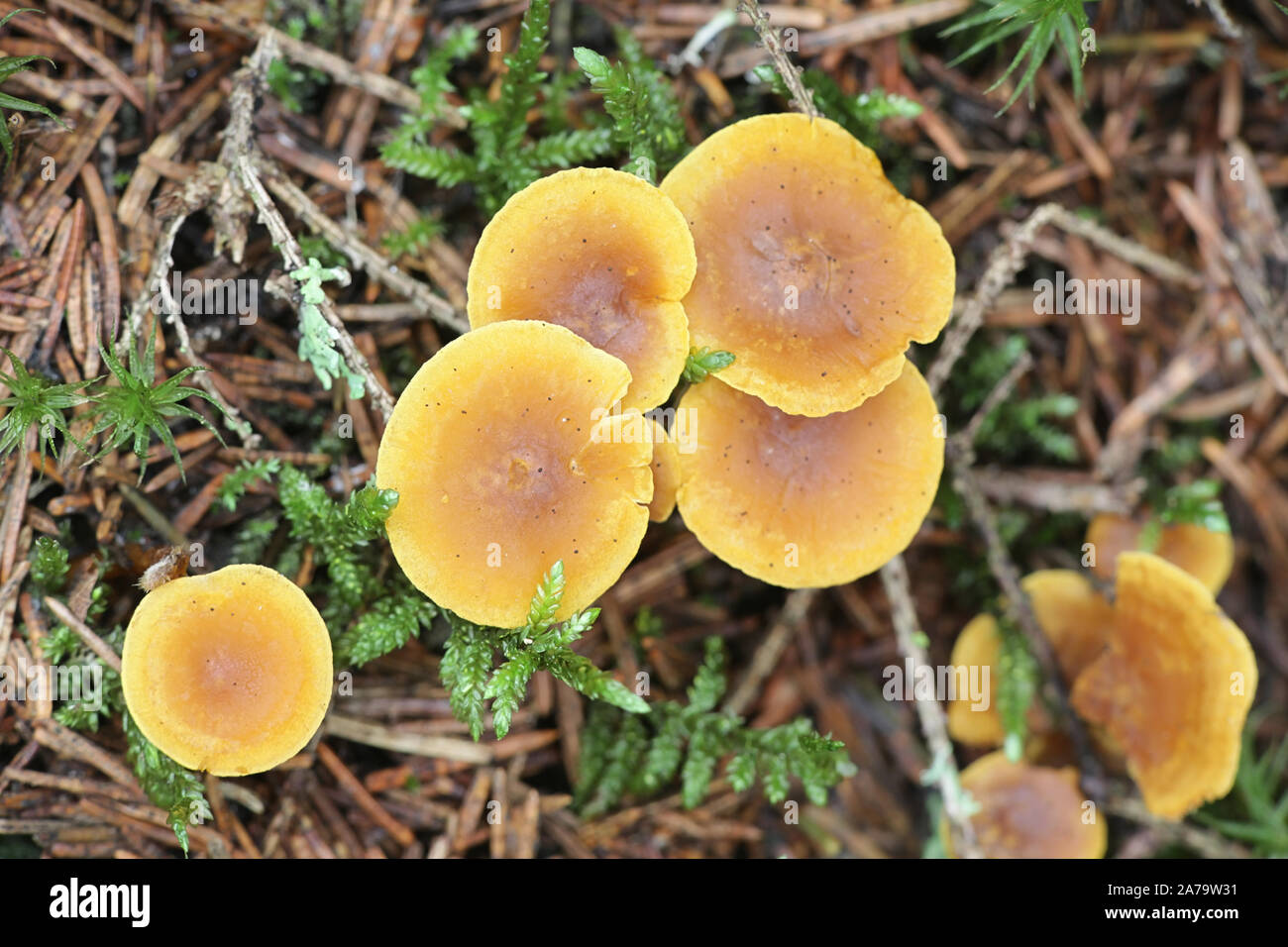 Rugosomyces chrysenteron, known as Yellow Domecap, wild mushroom from ...