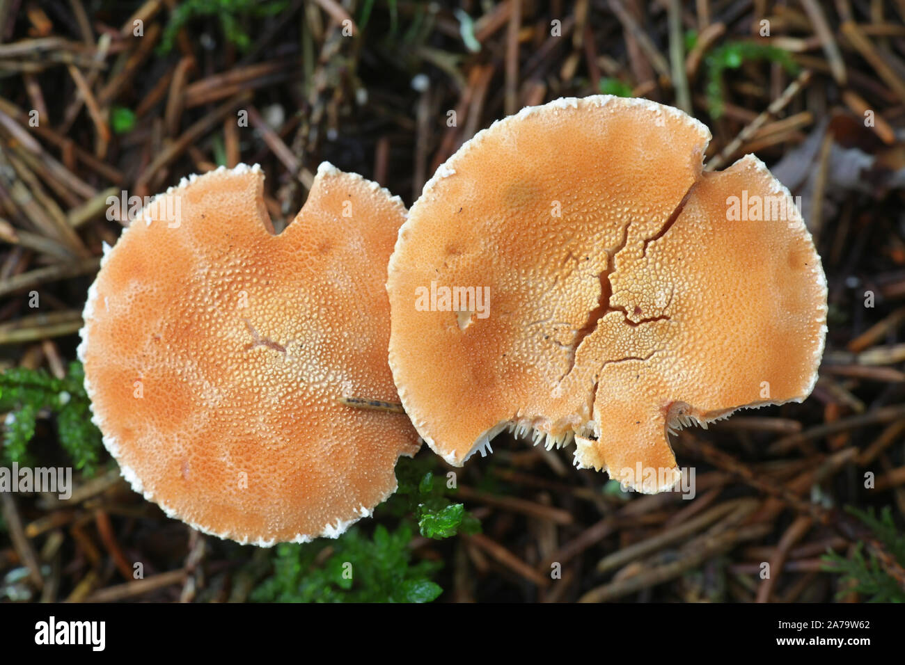 Cystodermella cinnabarina, known as cinnabar powdercap, wild mushroom ...