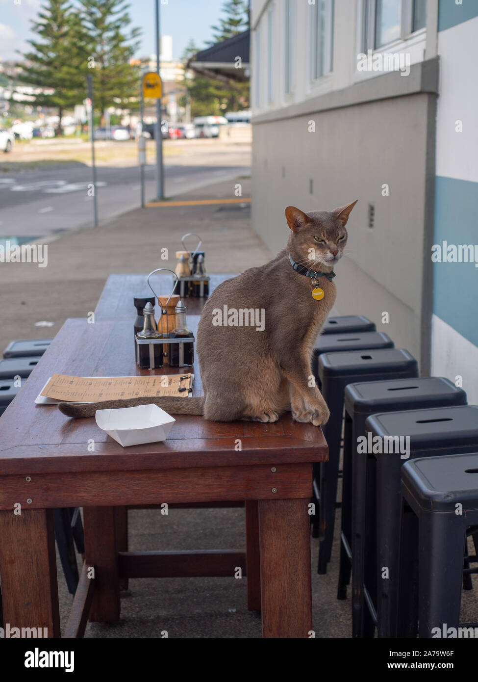 Cat Sitting On A Cafe Table Outdoors Stock Photo - Alamy
