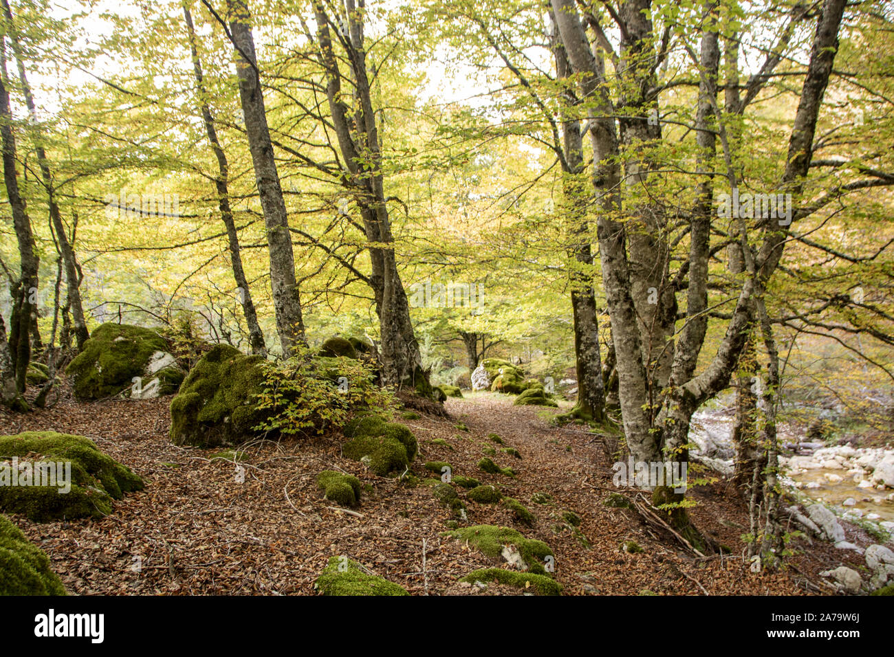 Beech woods of Abruzzo national park in autumn, Italy Stock Photo - Alamy