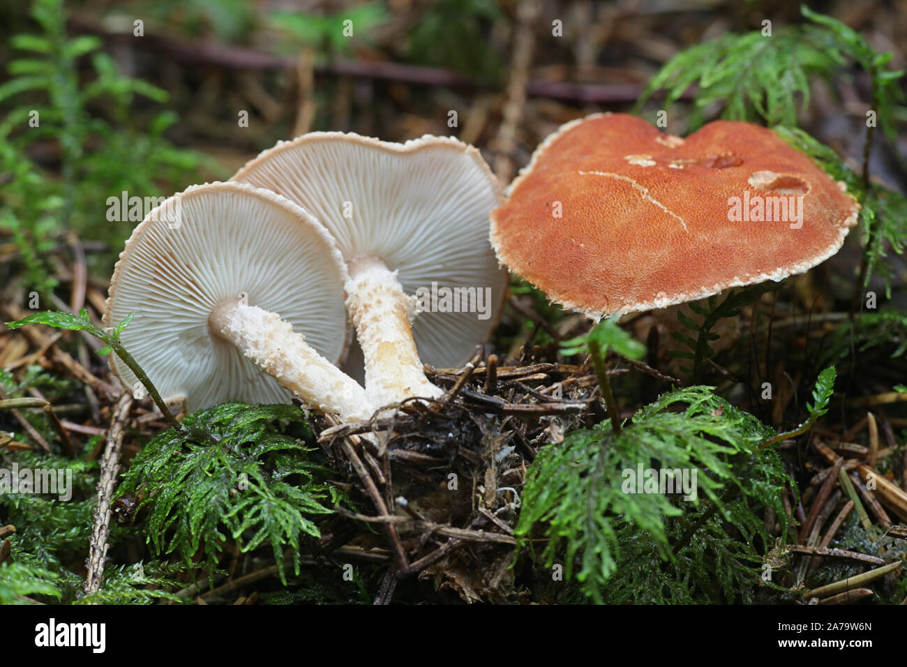 Cystodermella cinnabarina, known as cinnabar powdercap, wild mushroom ...
