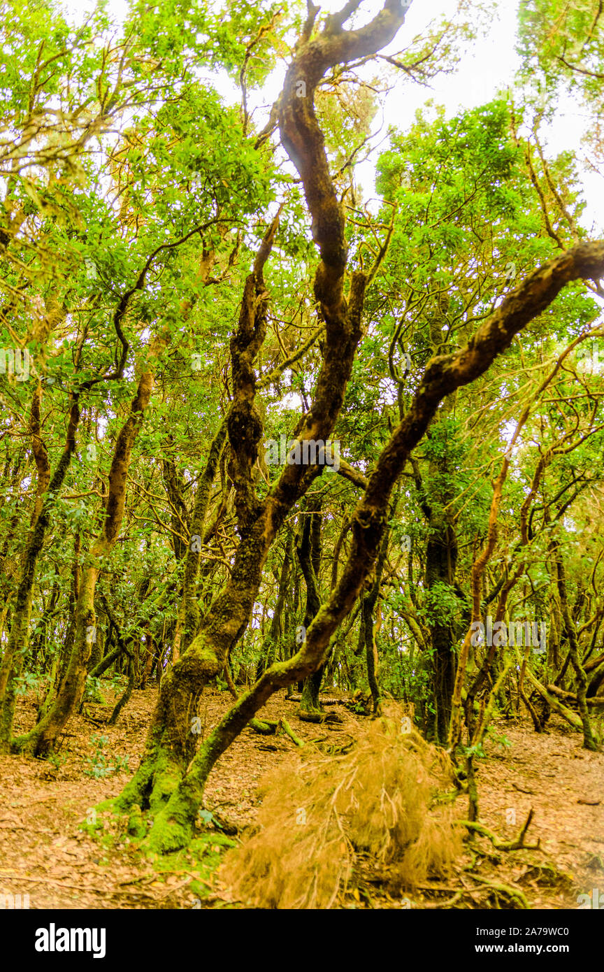 Primary laurel forest hi-res stock photography and images - Alamy