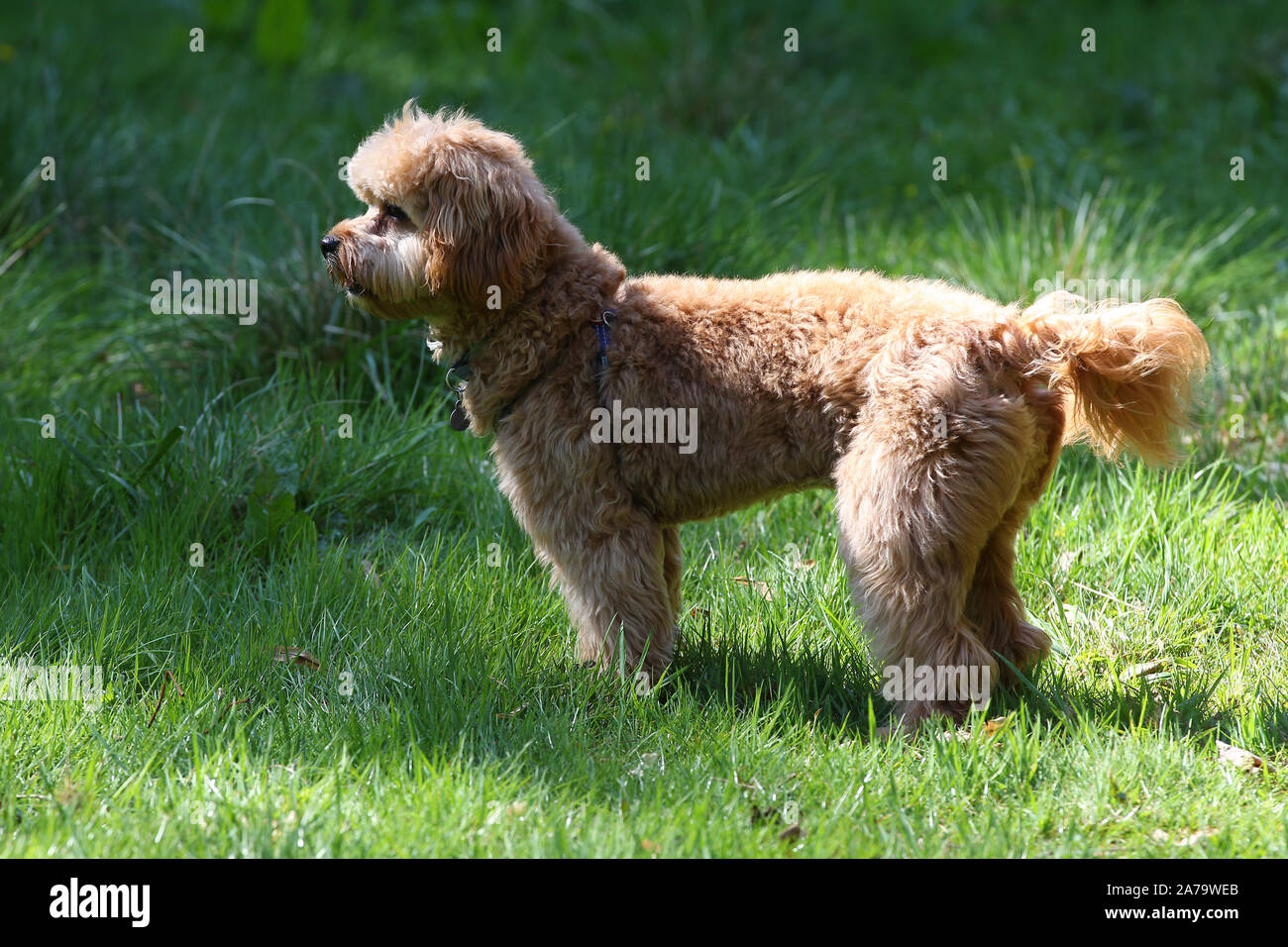 Are Cavapoos Tails Docked