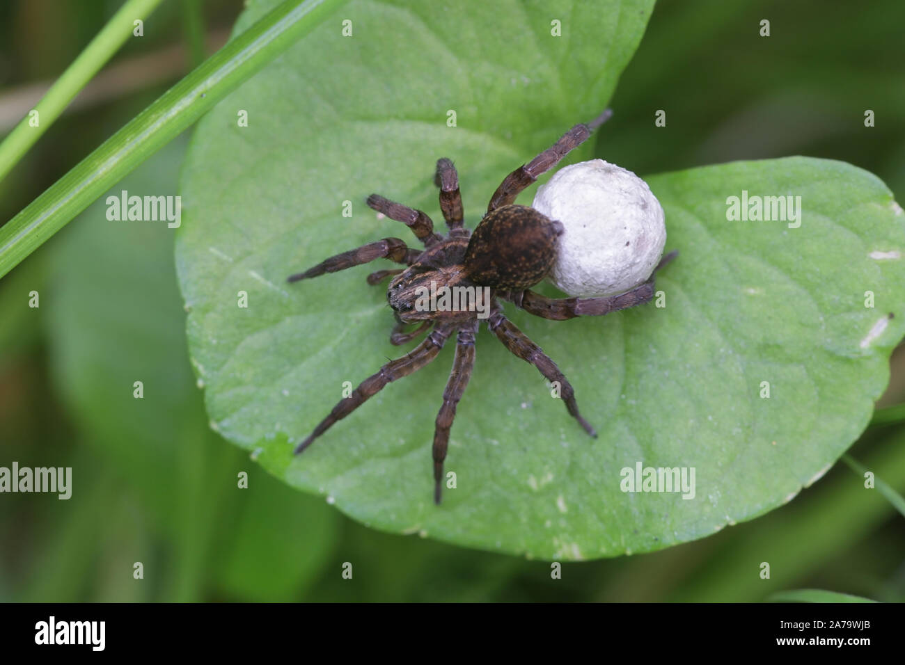Trochosa ruricola, a wolf spider whose common name is rustic wolf ...