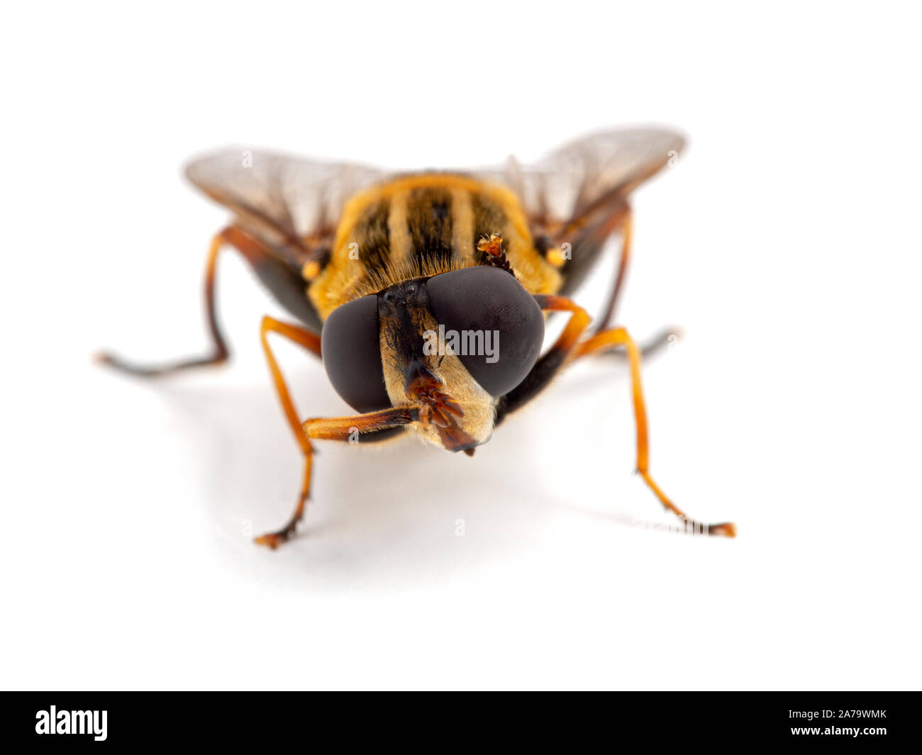 Close-up of a colourful hover fly, Helophilus fasciatus, cleaning its ...