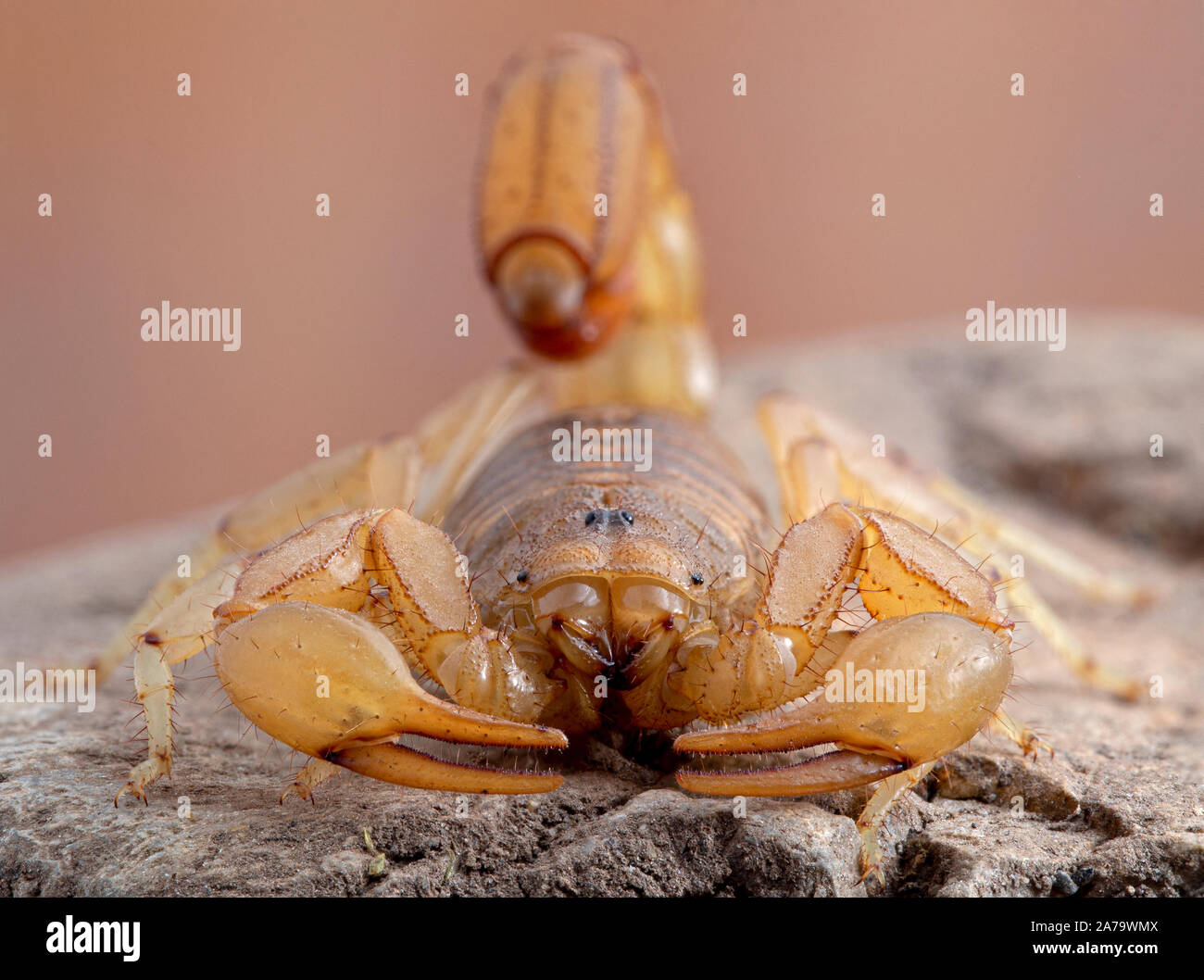 Pedipalps hi-res stock photography and images - Alamy