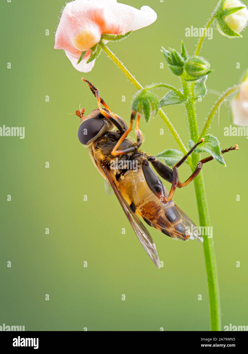 Side view arthropoda hi-res stock photography and images - Alamy