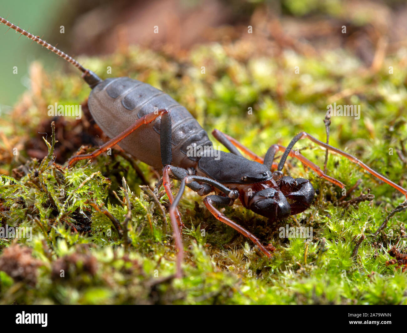 Thelyphonidae hi-res stock photography and images - Alamy
