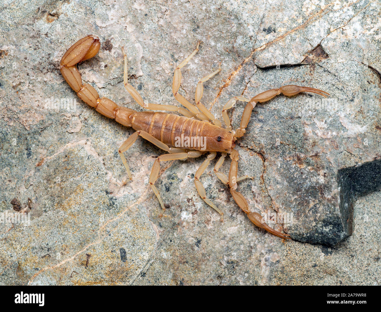 Yellow scorpion on the hi-res stock photography and images - Alamy