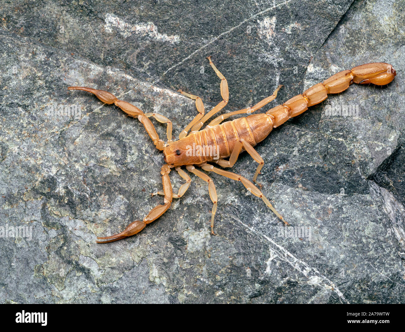 Scorpion yellow desert hi-res stock photography and images - Alamy