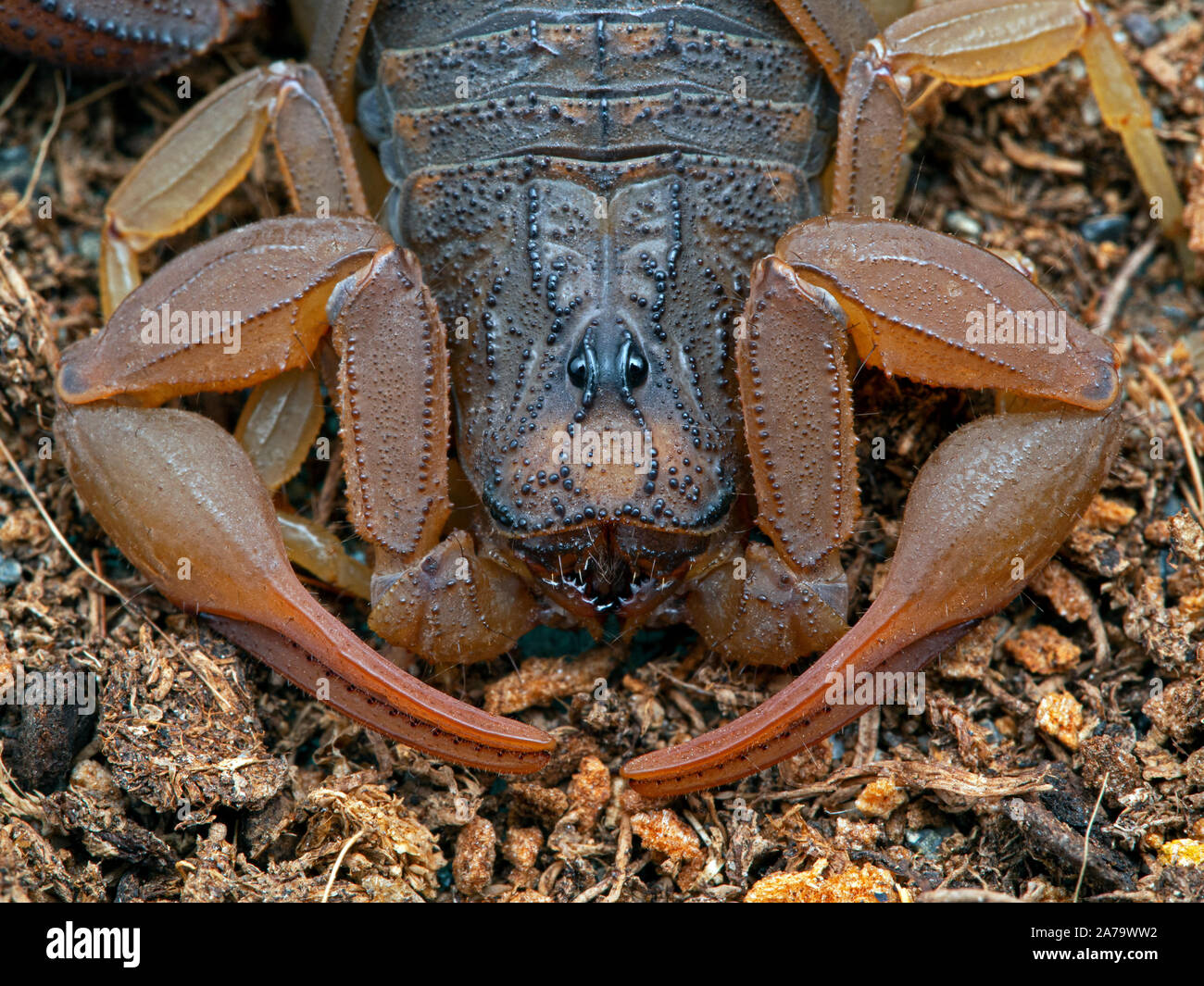 Pedipalps hi-res stock photography and images - Alamy