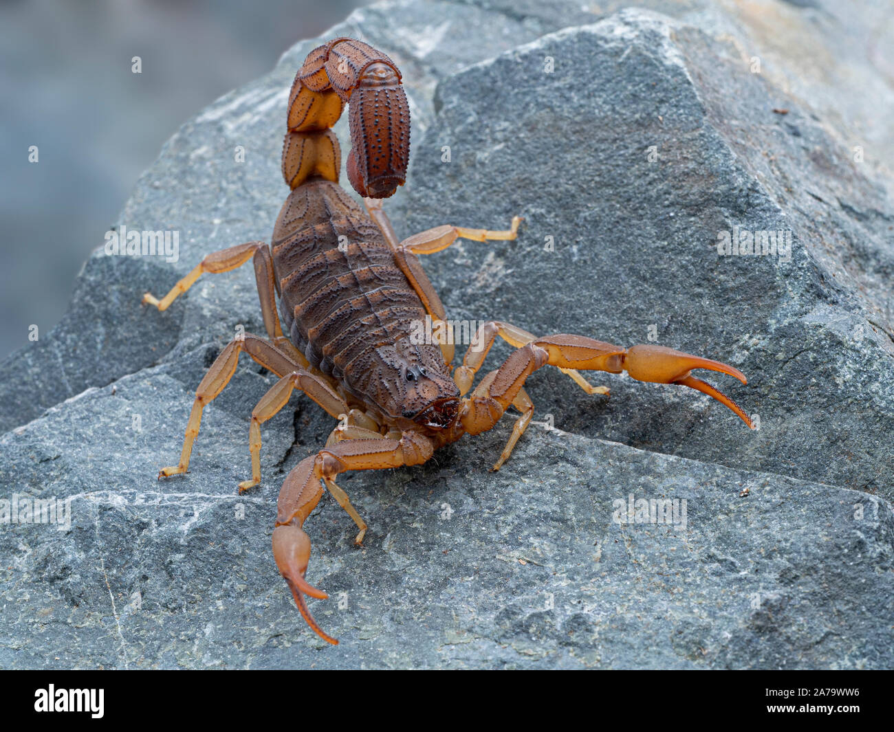 Alligator back scorpion hi-res stock photography and images - Alamy