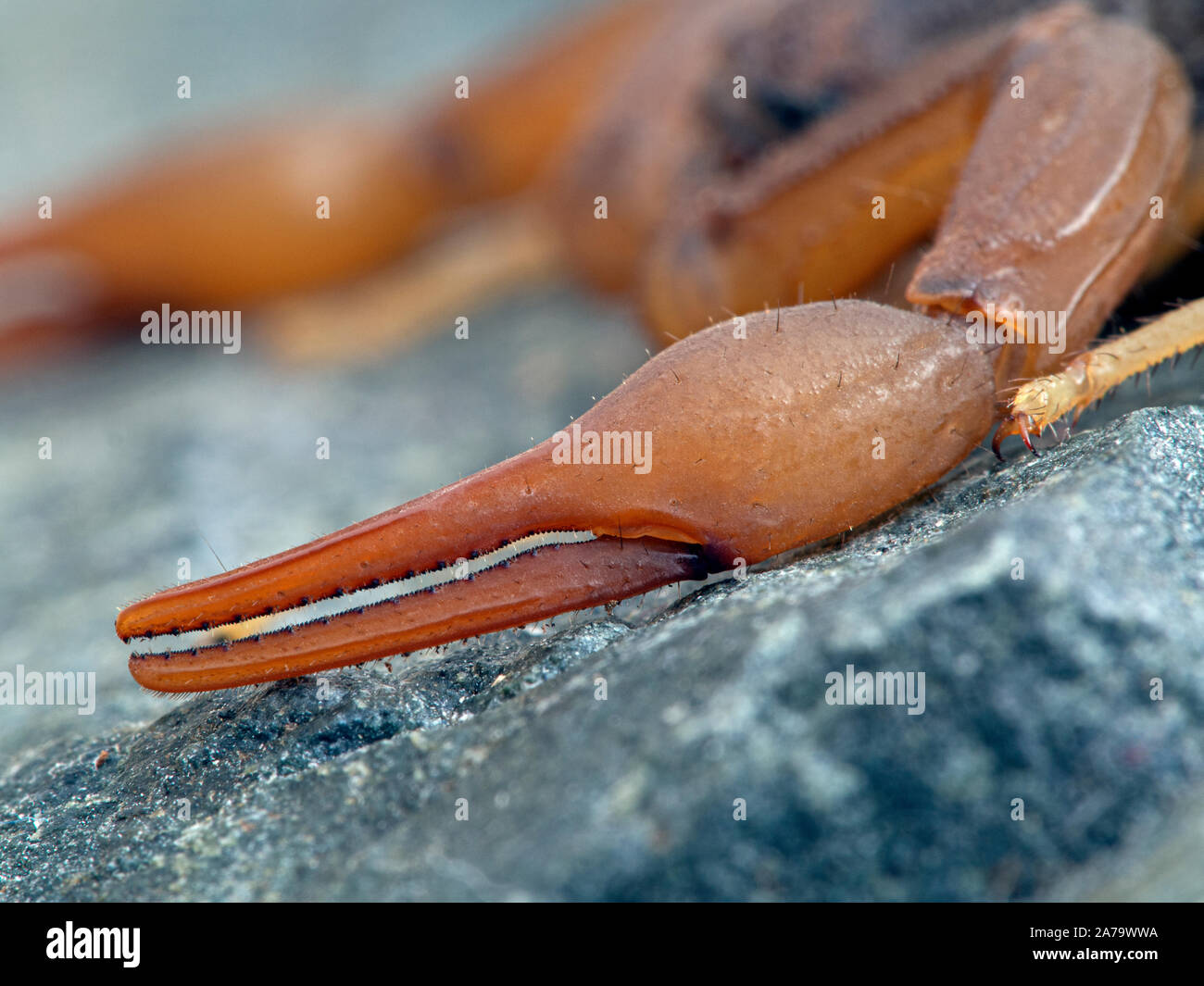 Pedipalp hi-res stock photography and images - Alamy