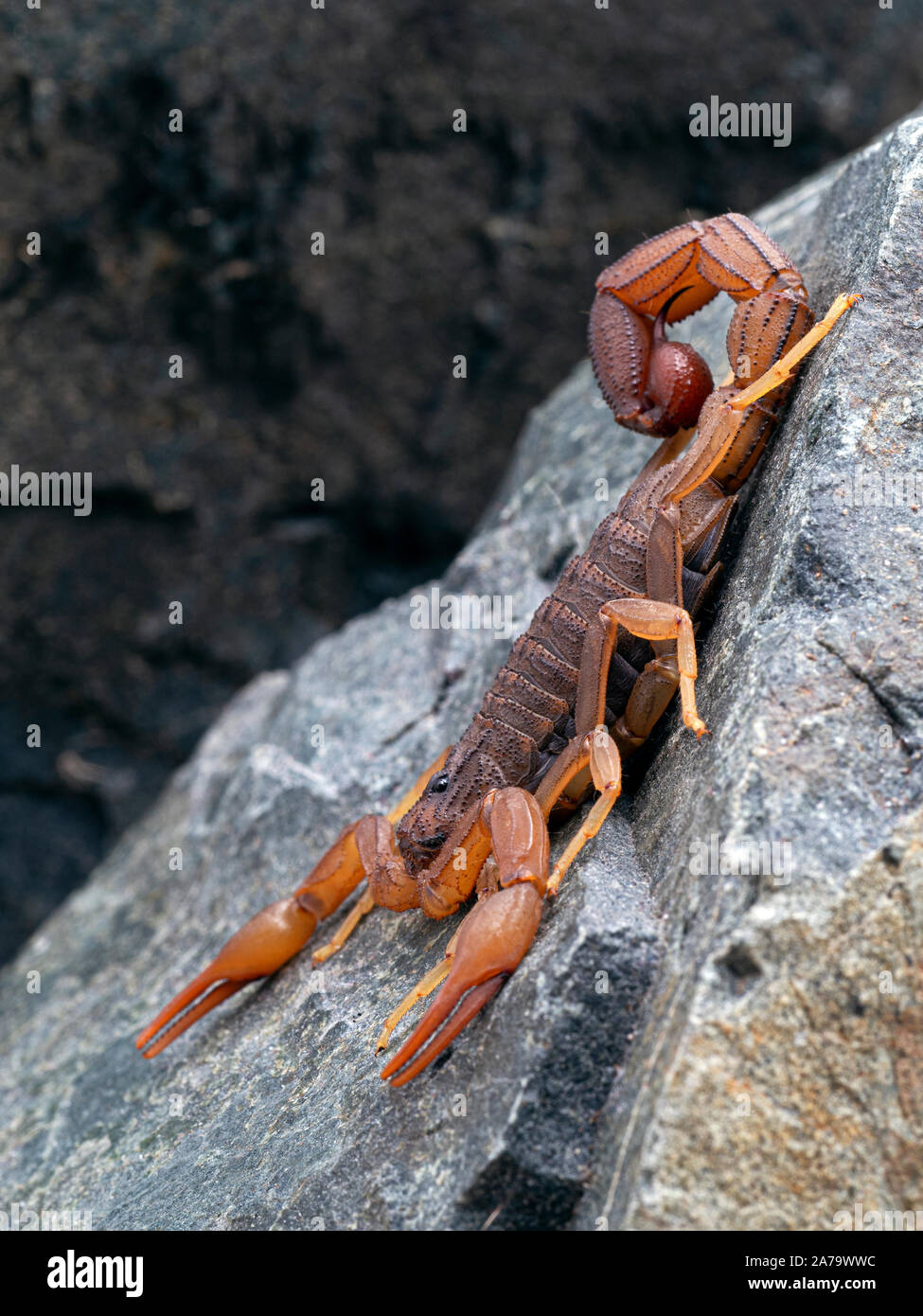 An alligator back scorpion, Hottentotta hottentotta, resting on a rock ...