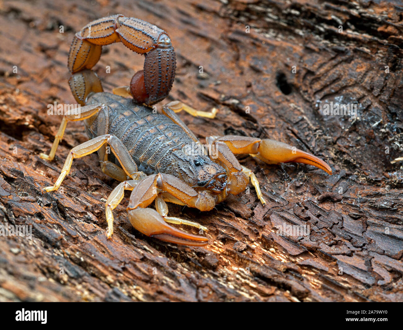 Alligator back scorpion hi-res stock photography and images - Alamy