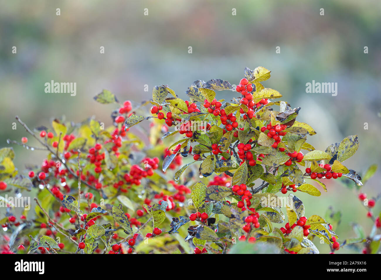 Native North American shrub winterberry, a holly also know as ilex ...