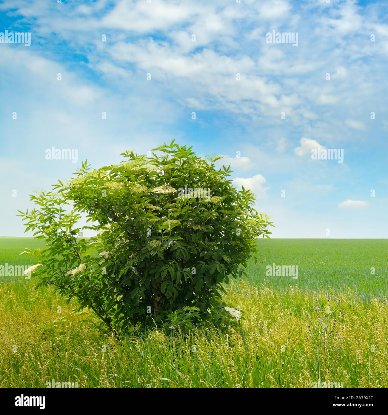 Elderberry bushes hi-res stock photography and images - Alamy