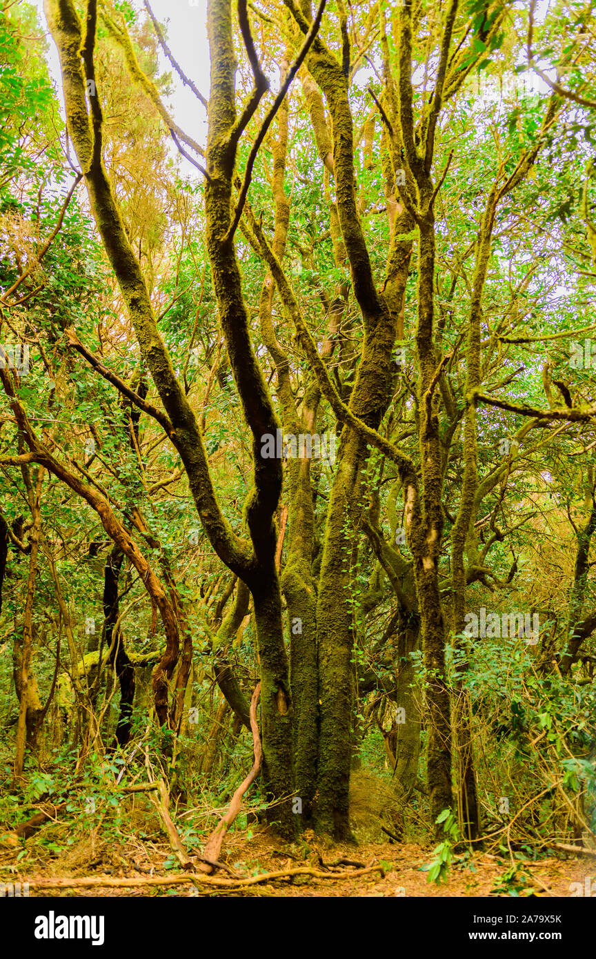 Mercedes forest tenerife hi-res stock photography and images - Alamy