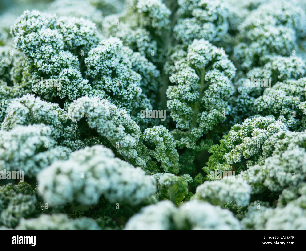 Frost kale hi-res stock photography and images - Alamy