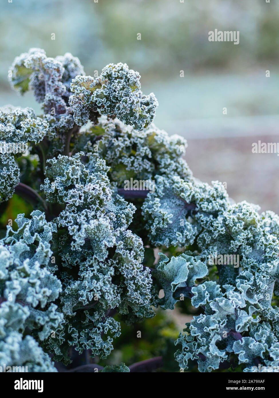 German heirloom kale variety 'Lippischer Braunkohl' with frost in the ...