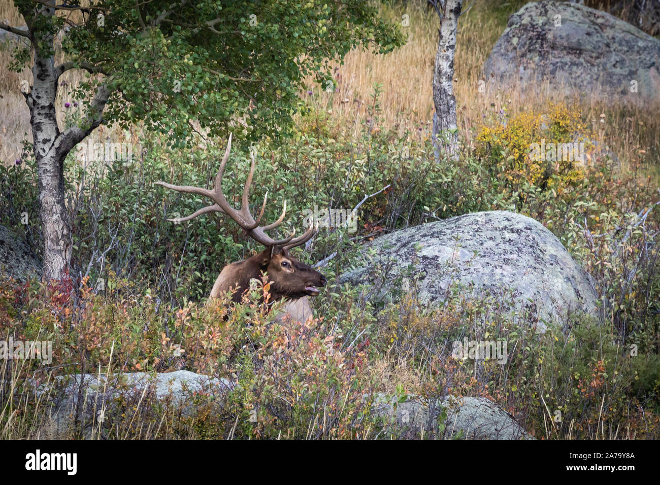 Large bull elk bugling on a hillside Stock Photo - Alamy