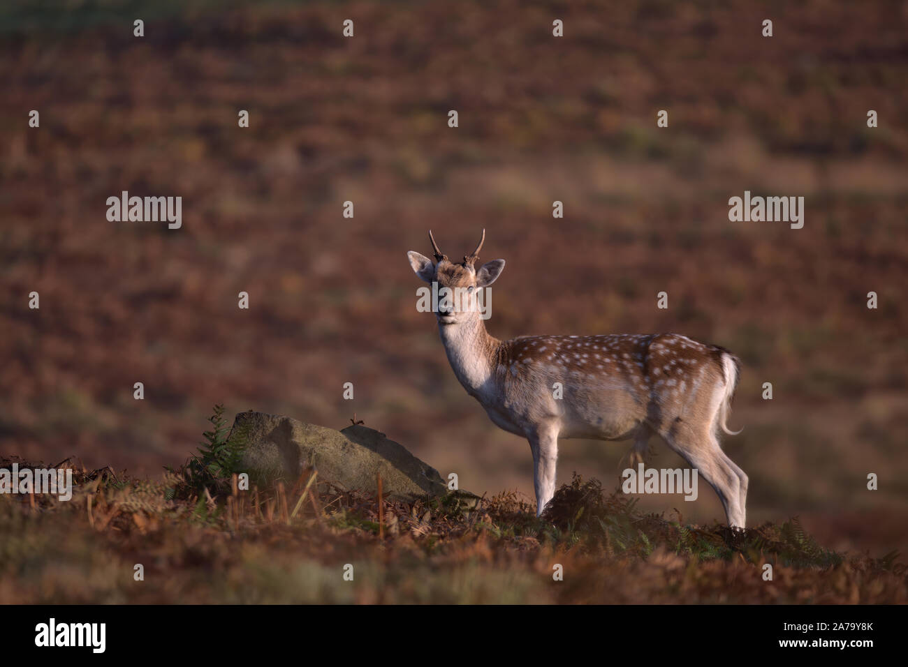 Young Fallow deer buck Stock Photo - Alamy