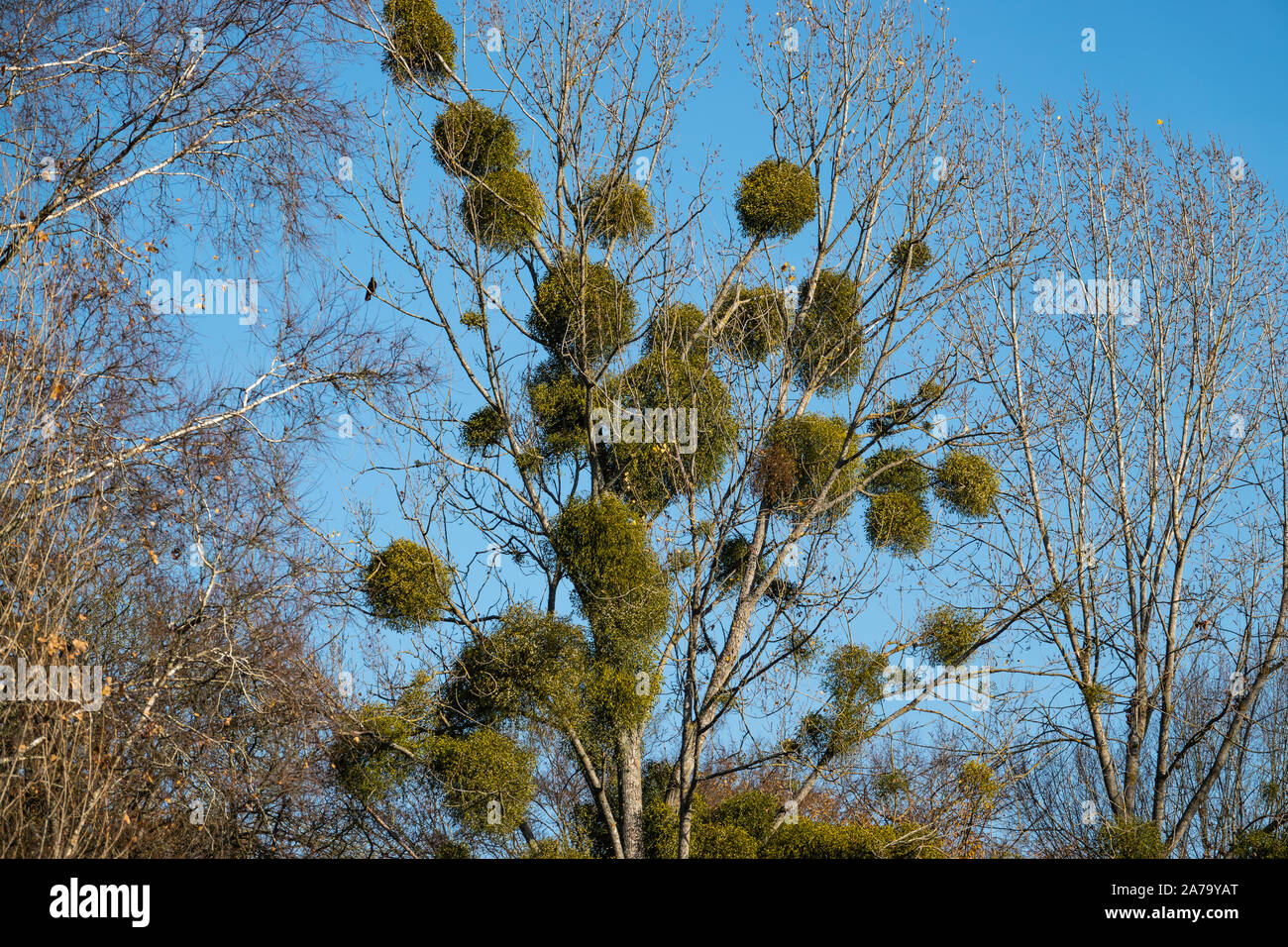 European Mistletoe in Tree in Autumn Stock Photo - Alamy