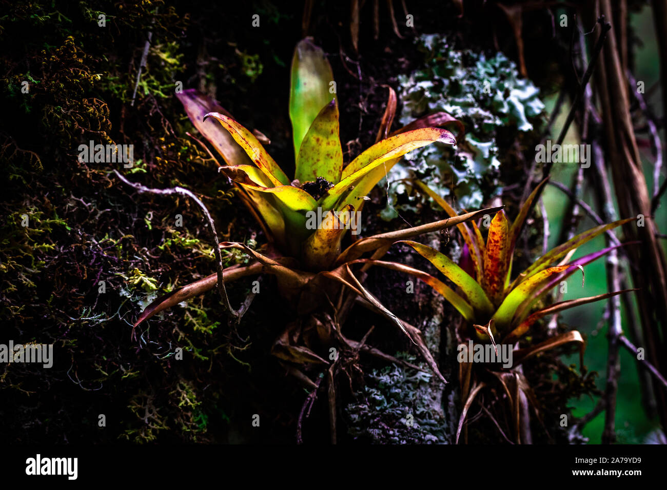 Wild Bromeliads in the Jungles of Peru Stock Photo - Alamy
