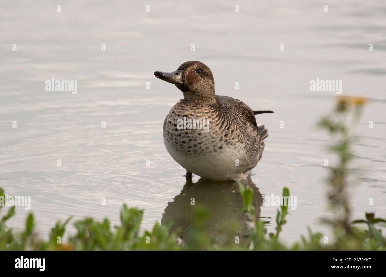 Ducks in eclipse plumage hi-res stock photography and images - Alamy